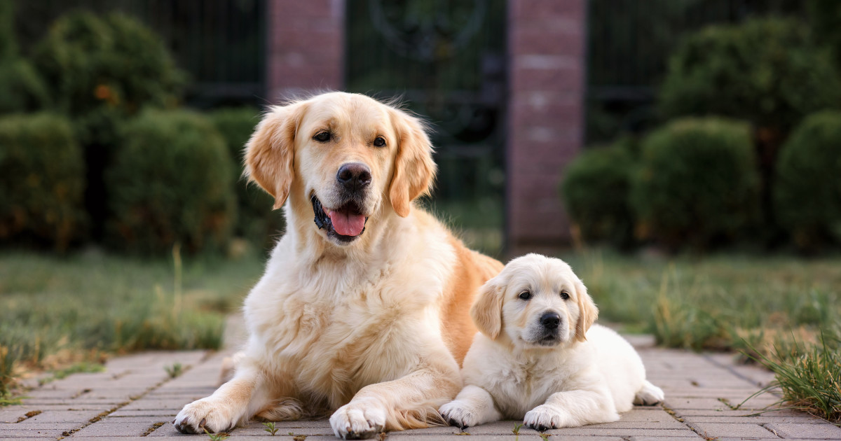 Emotional Golden Retriever Kisses Puppy Goodbye Before Adoption ...