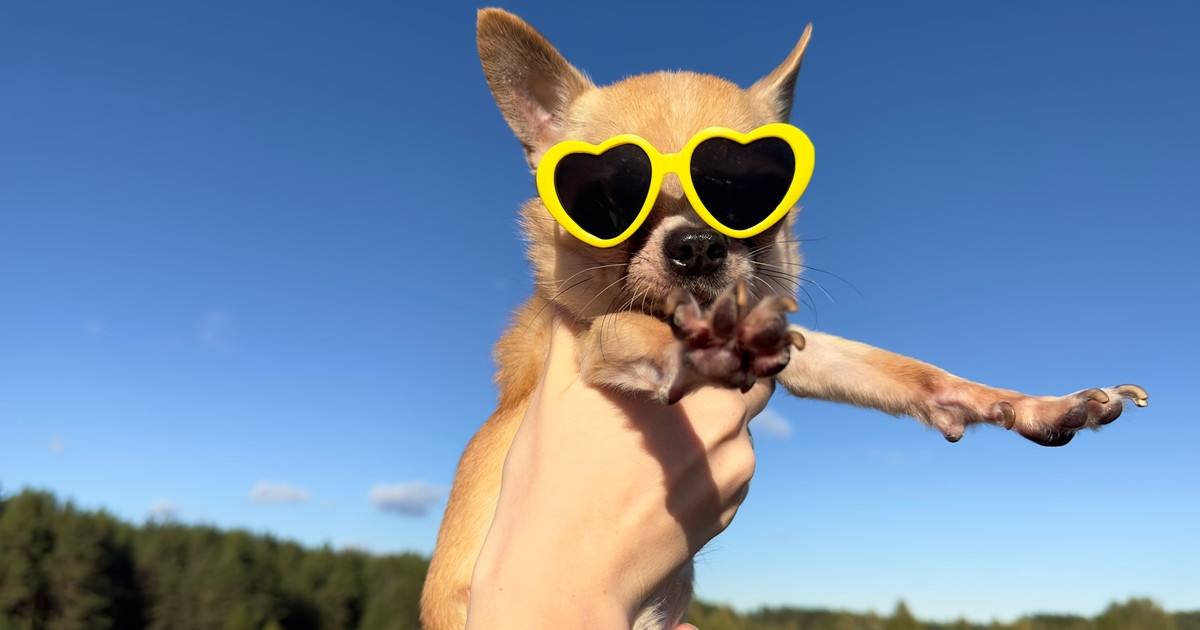 Chihuahua and Lizard Are 'Star-Crossed Lovers' in Cutest Love Story We ...