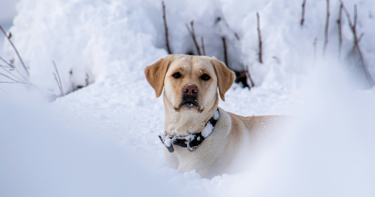 Labrador Siblings Refusing To Leave Snow Cave Channel Twins From 'The ...