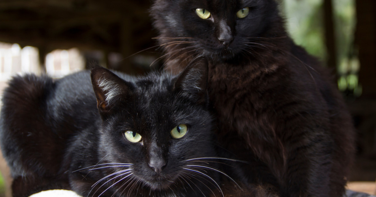Neighbor Shelter Cats Become Best Friends and Everyone Is Melting ...