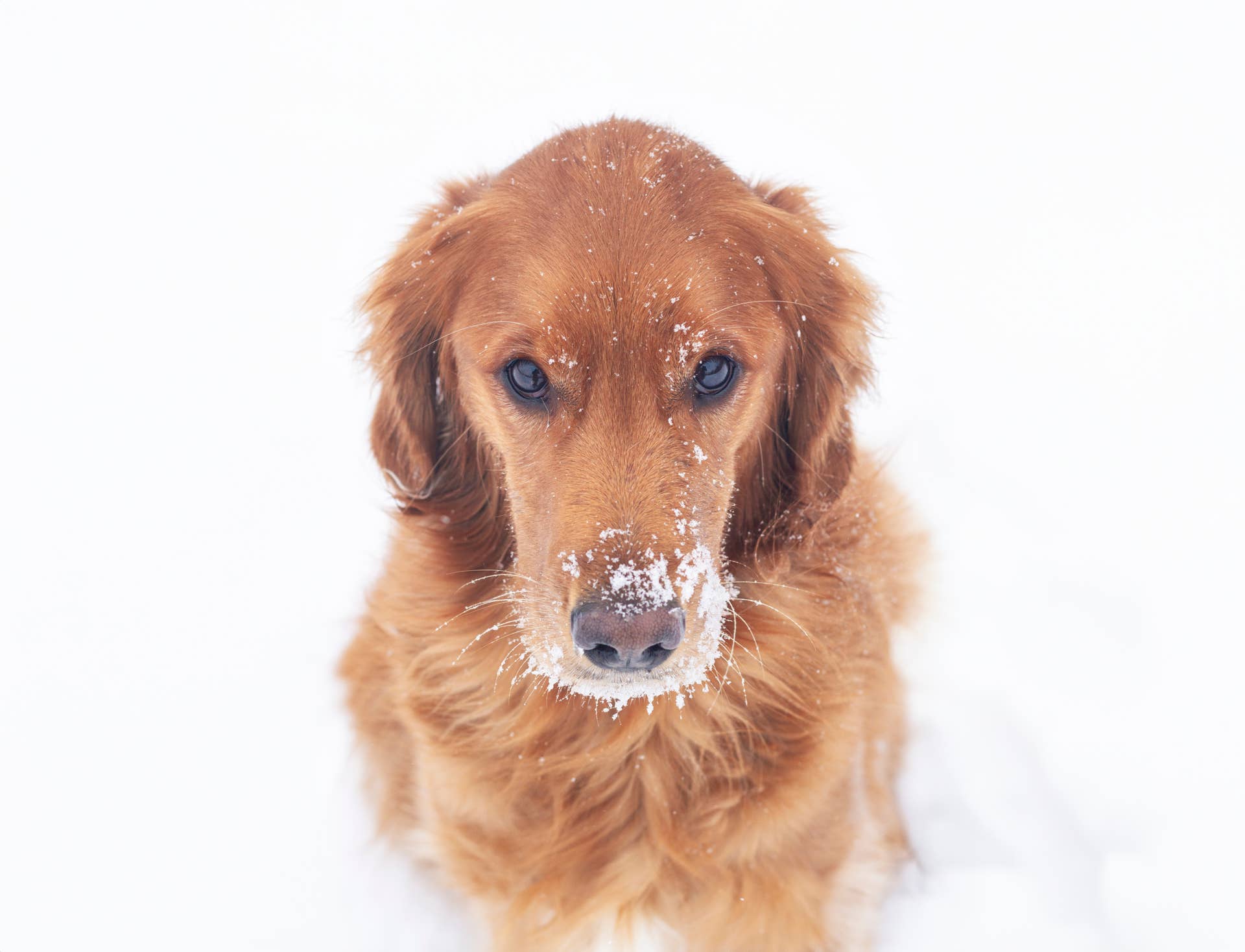Golden Retriever's Pure Disdain Over Winter Weather Will Have You ...
