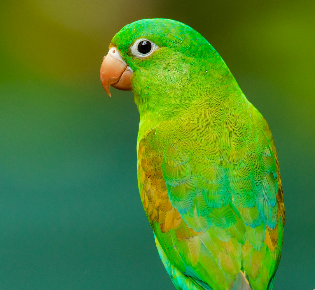 Parrot 'Has a Full Conversation With Himself' and Suddenly, We Feel ...