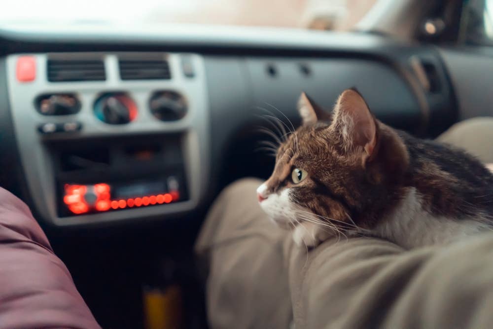 Cat's Cute Way of Begging for Attention at In-N-Out Drive-Thru Is Pure ...