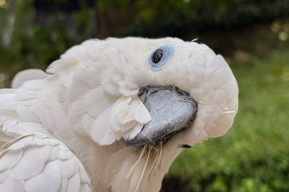 Cockatoo’s Sweet Gesture for Crying Mom Has Her Sobbing - Parade Pets