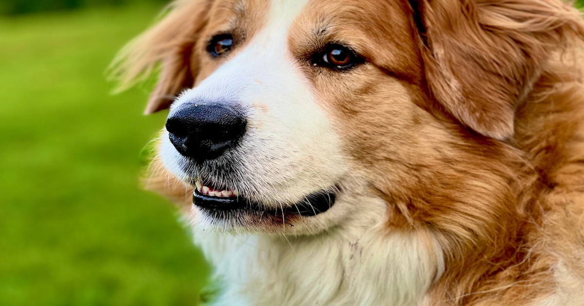 ‘Great Bernese’ Goes Full Grumble at Mom Like a Sassy Prince - Parade Pets