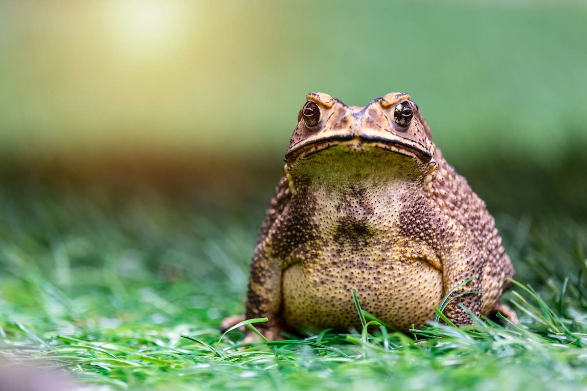 Cane Toad Wearing a Harness at the Vet Looks Like a Green Bulldog ...
