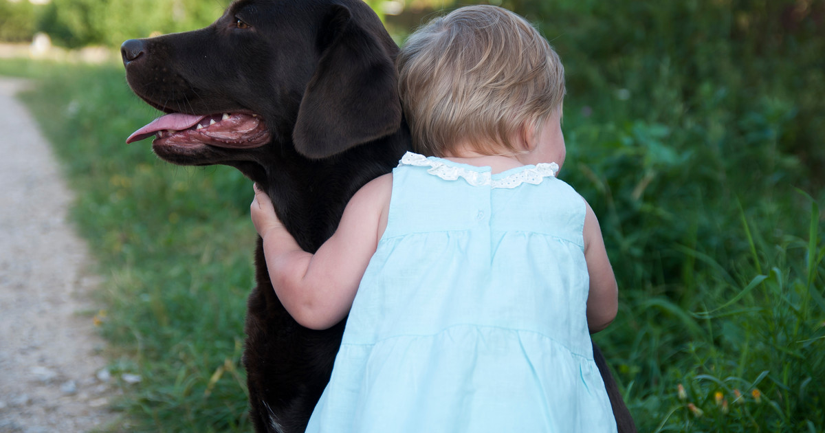 Chocolate Labrador Claims Human Infant as 'Her Baby' After Falling Head ...