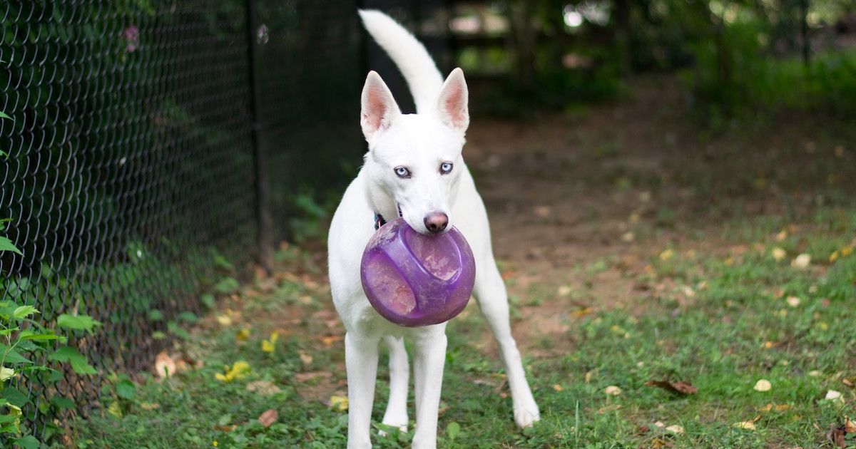 White Shepsky’s Tennis Ball Love Story Is Disney Short Vibes - Parade Pets