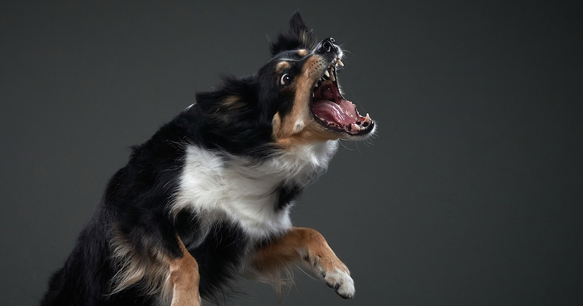 Border Collie Interrupts Mom’s Reading Time by Using Her as a ...