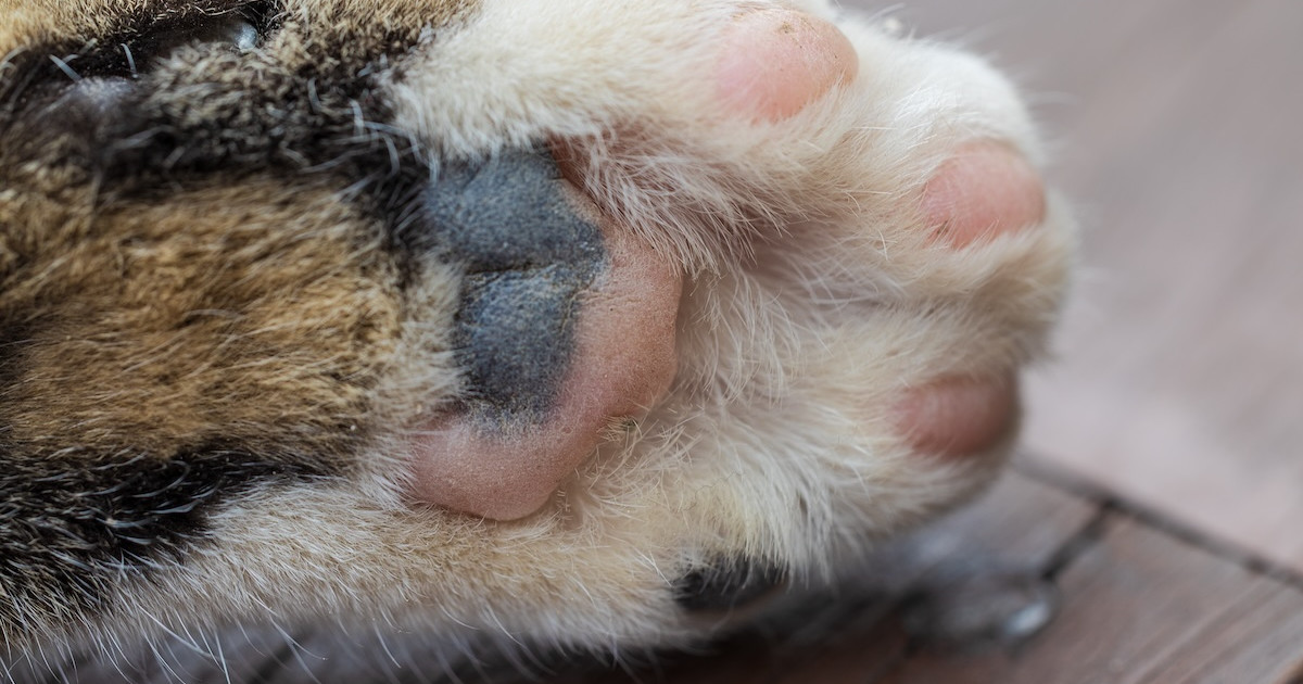 Orange Tuxedo Calico Cat Looks Just Like an Everything Bagel - Parade Pets