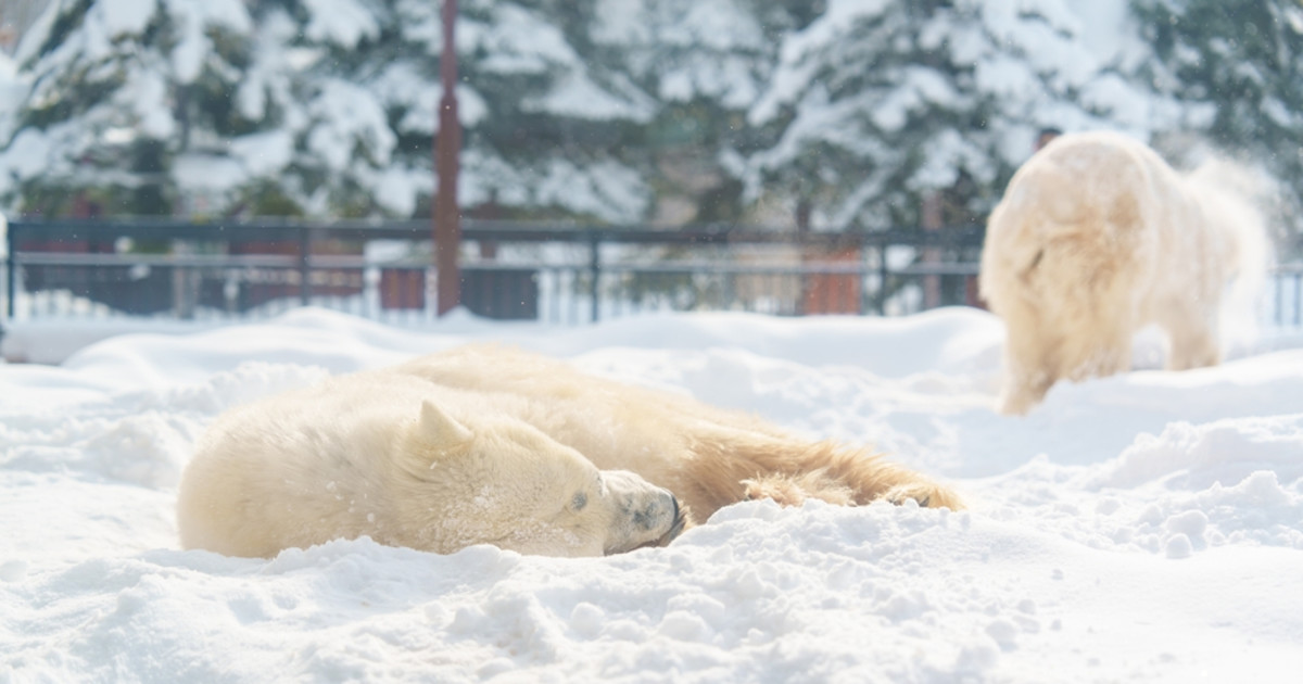 Polar Bear at Memphis Zoo Rolling With Joy in Snow Brings All the Feels ...