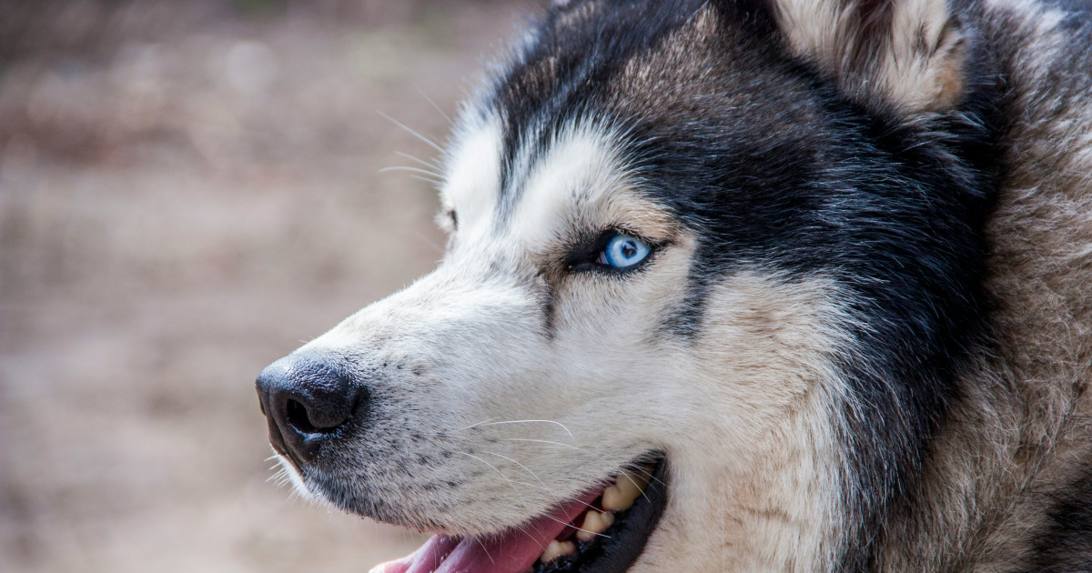 Husky Basking in Bliss of 30-Degree Weather Feels the 'Call of His ...