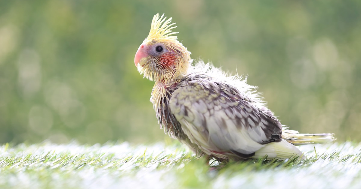 Baby Cockatiel Proudly Shows Mom His First ‘Big Boy Feather’ - Parade Pets