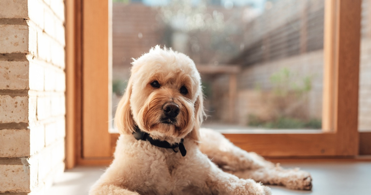 8 Signs Your Dog Is Sad When You Go to Work, Experts Say - Parade Pets