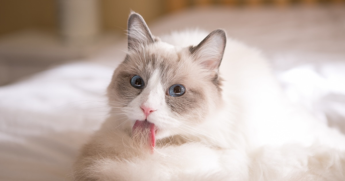 Ragdoll Cat Playing in Baby Bassinet Gets His Money’s Worth - Parade Pets