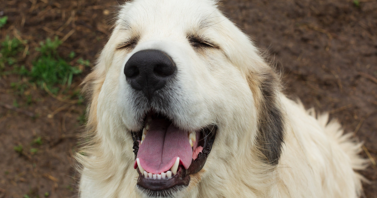 Great Pyrenees and Dog Sibling Patiently Wait to See Baby Goats ...