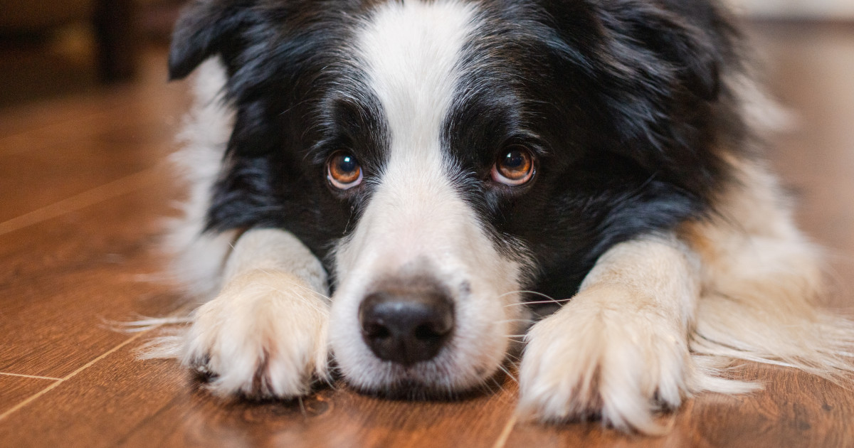 Rescued Border Collie Sweetly Looks After Deaf Sibling - Parade Pets