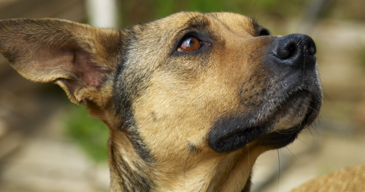 Shelter Dog Literally Smiles With Joy When Foster Mom Adopts Him ...