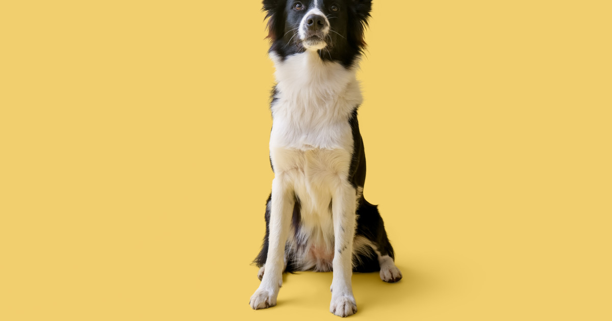 Roly-Poly Rescue Border Collie's Happiness Is Contagious - Parade Pets
