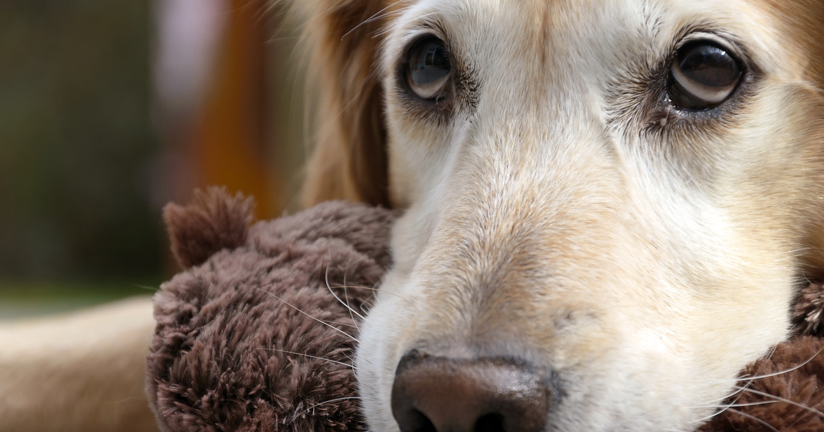 Grieving Golden Retriever Brings Mom Lambie 'Like She Used To Bring ...
