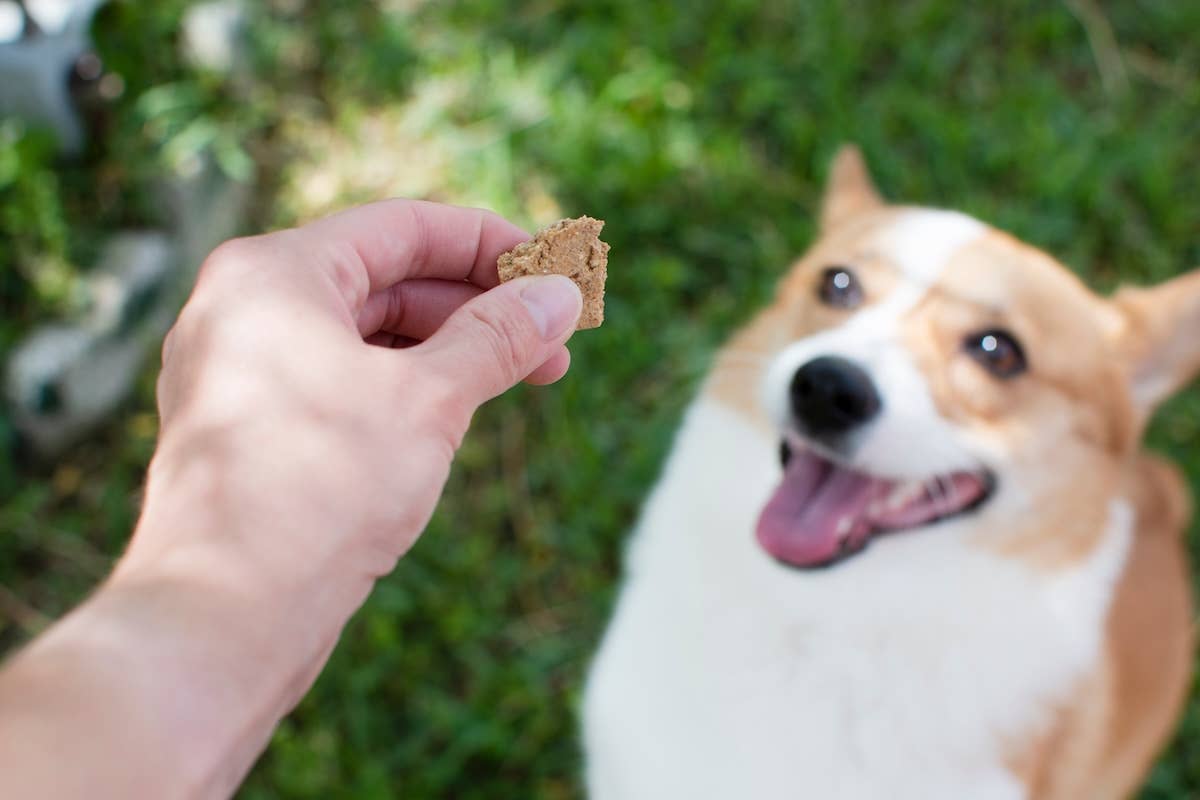 Huge Corgi-Malamute Mix Turns Into Precious ‘Cookie Monster’ - Parade Pets