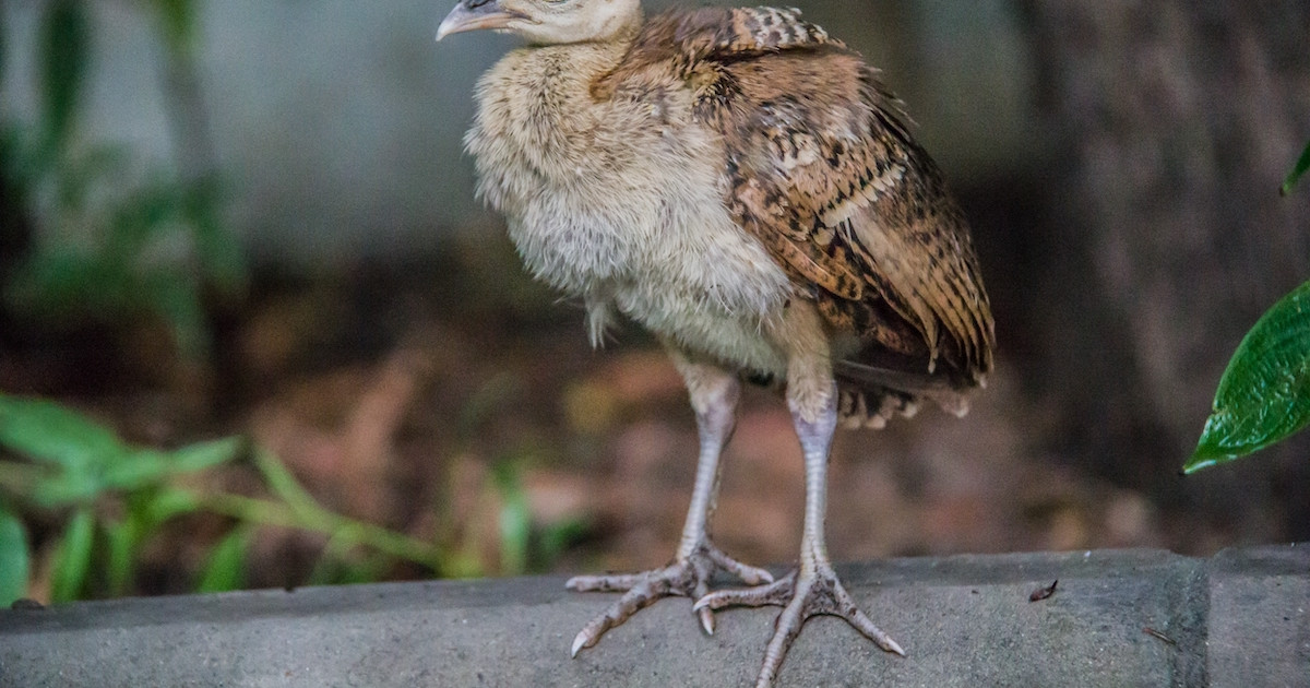 Chicken Hatches and Raises Baby Peacock In the Sweetest Way - Parade Pets