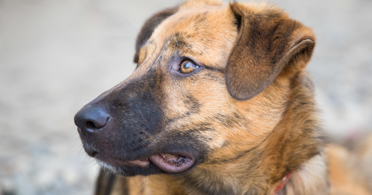 Rescue Dog's Pure Sadness When Dad Leaves for the Gym Is Heartbreaking ...