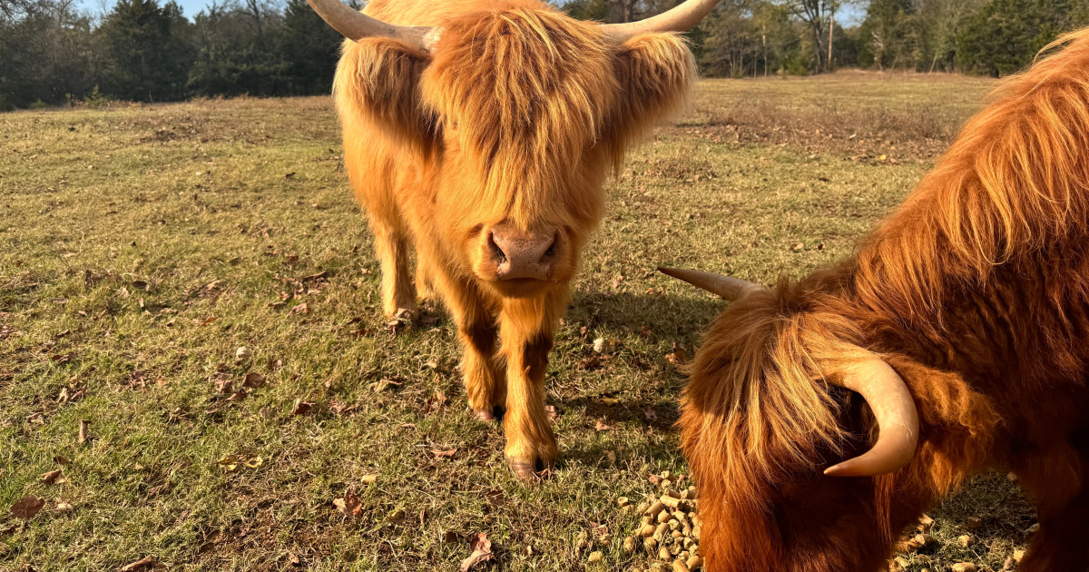 Mini Highland Cow Cattle Drive Is Just the Cutest - Parade Pets