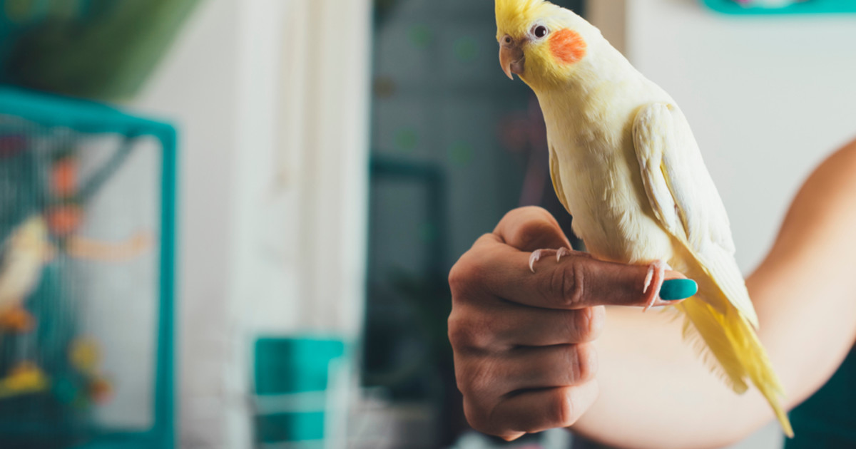 Tiny Cockatiel Stands on His Tippy Toes to Make Sure Everyone Hears His ...