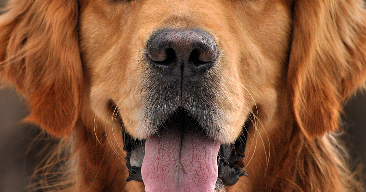 Golden Retriever’s Fridge-Triggered Judging Stare Is Ruthless - Parade Pets
