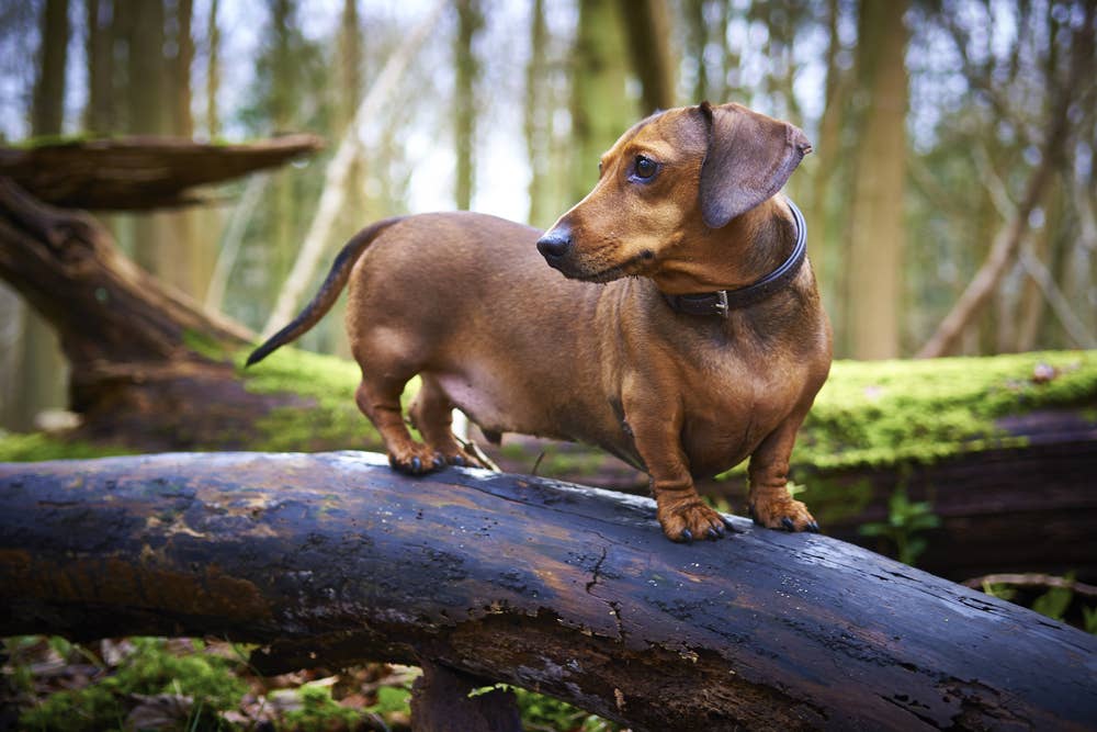 Runner's Gentle Kindness After Finding Lost and Scared Dachshund ...