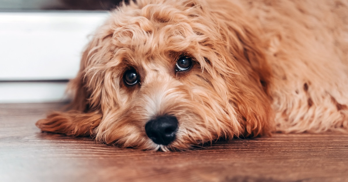 Cavapoo Puppy Sees ‘Goodbye Video’ From Mom And We're Crying - Parade Pets