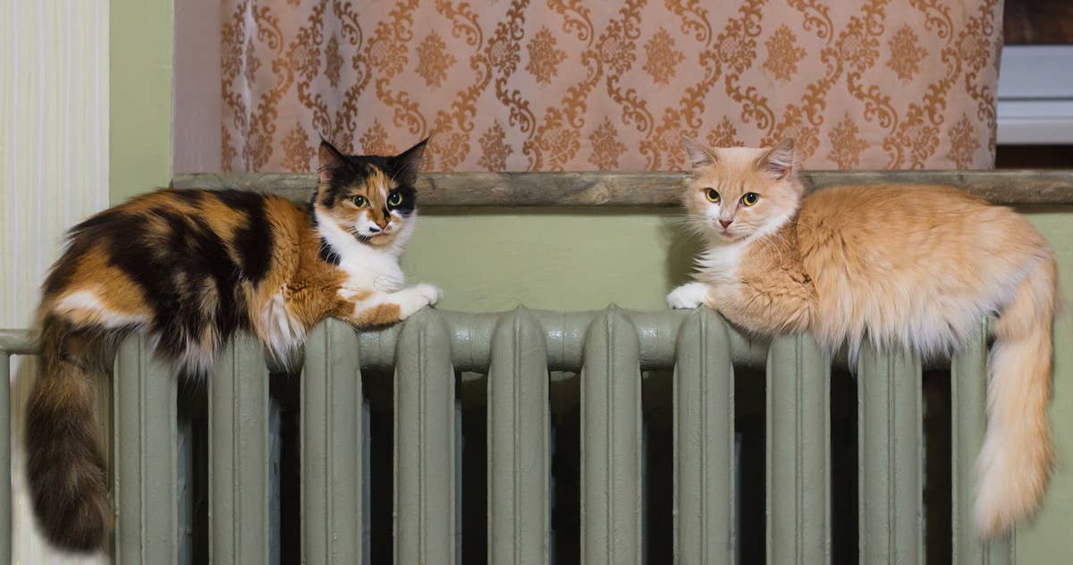 Tabby Cats Waiting in Line To Sit on the Heating Vent in Their House Is ...