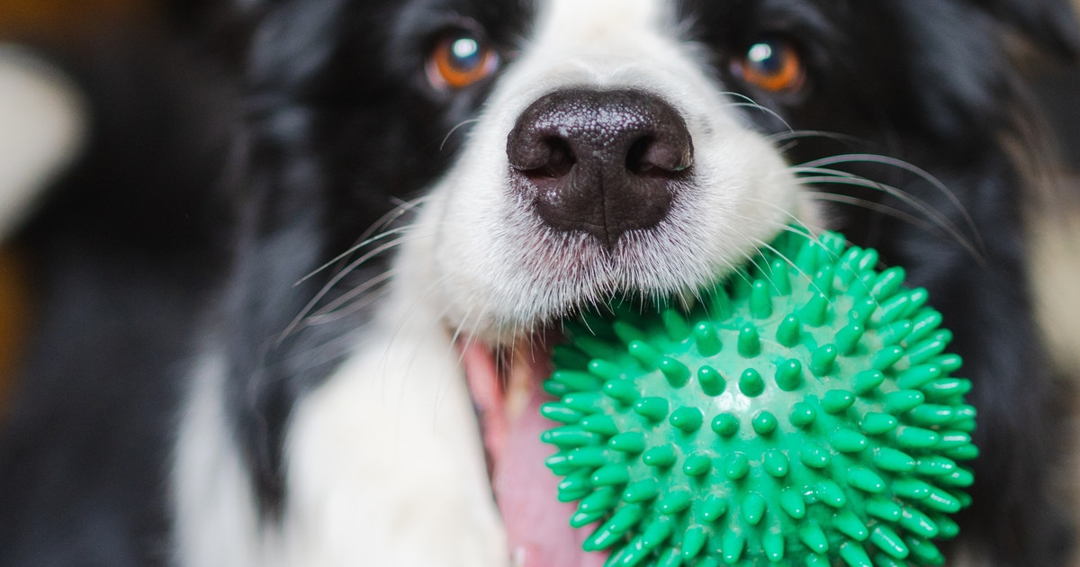 Border Collie Teaching Golden Retriever Puppy to Play Tetherball Is the ...