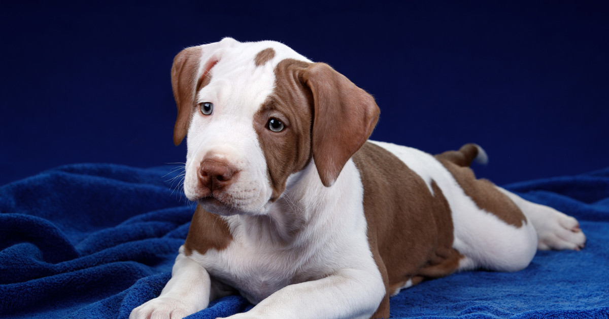 Foster Pit Bull Puppy Finds Heating Vent and Sets up Camp - Parade Pets