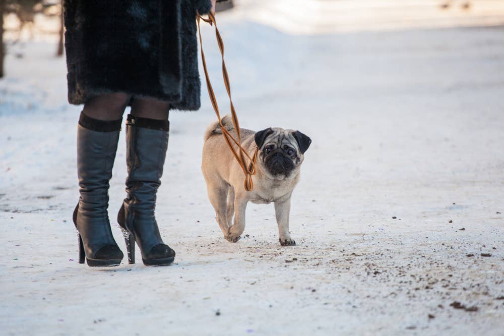 Adorable Pug's 'Immediate No' to Going Out in Snow Is Written All Over ...