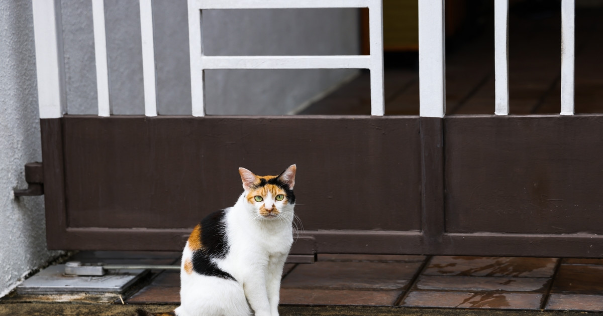 Calico Cat Has Distinct Pattern on Her Back That Looks Like Jesus and ...