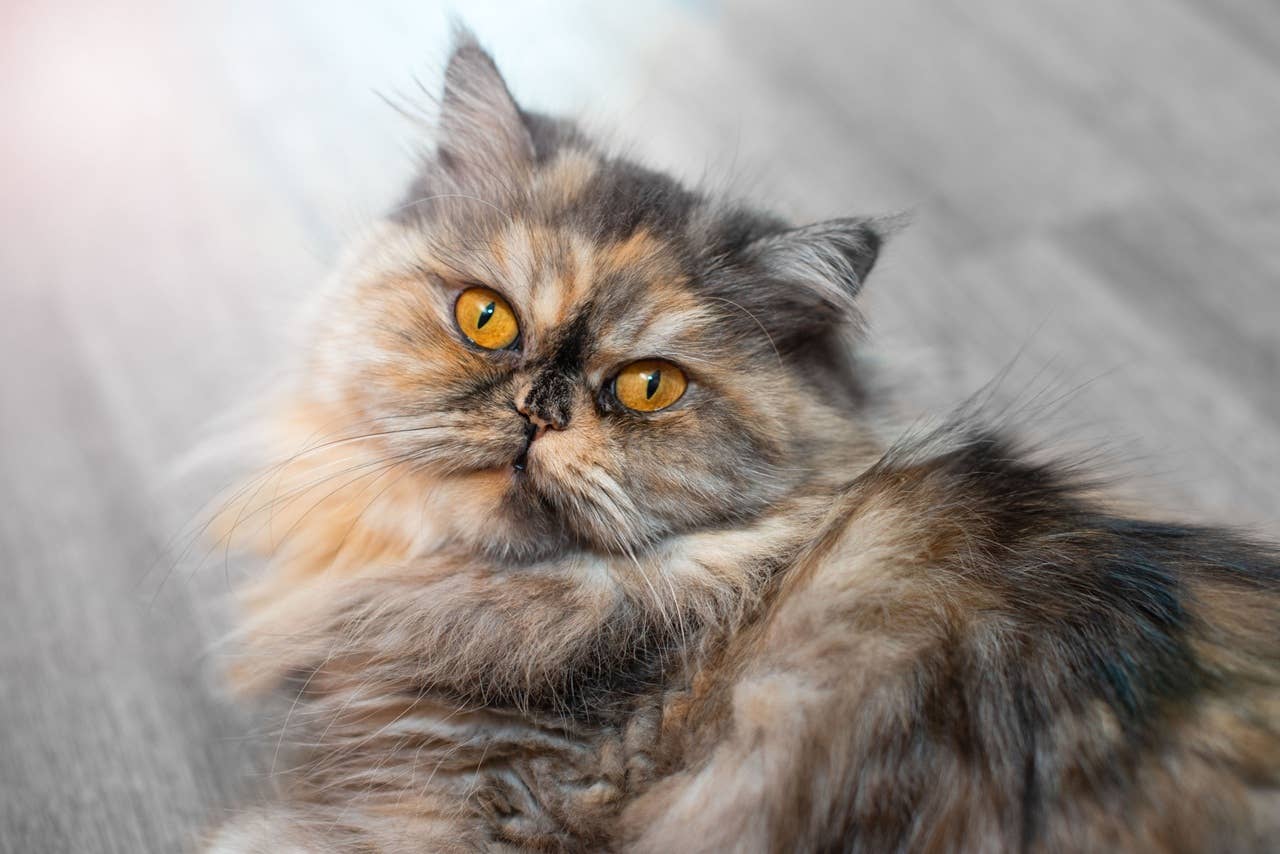 6 Fluffiest Cat Breeds, According to Vets - Parade Pets