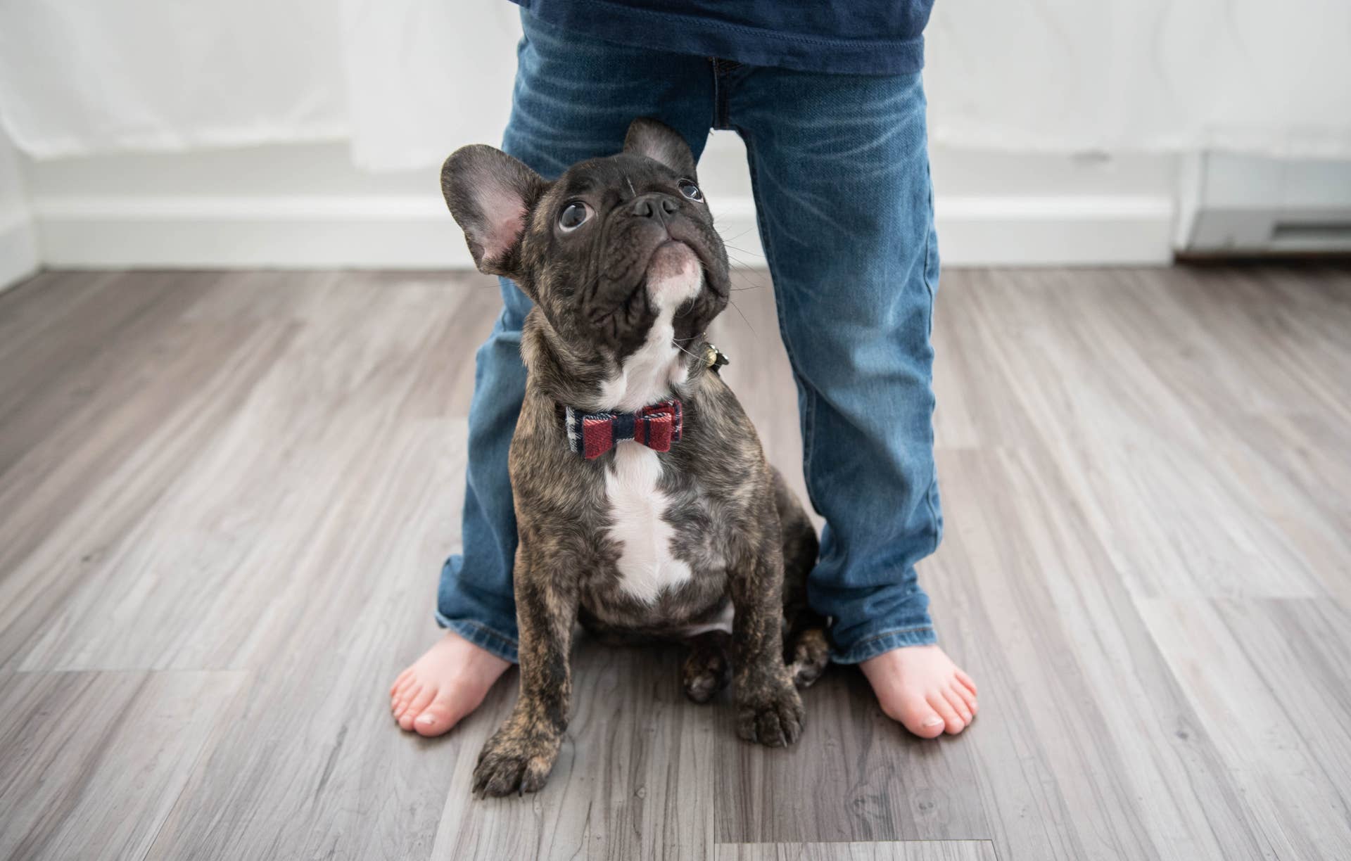 Mischievous Frenchie's 'Punishment' Backfires Spectacularly and It's ...