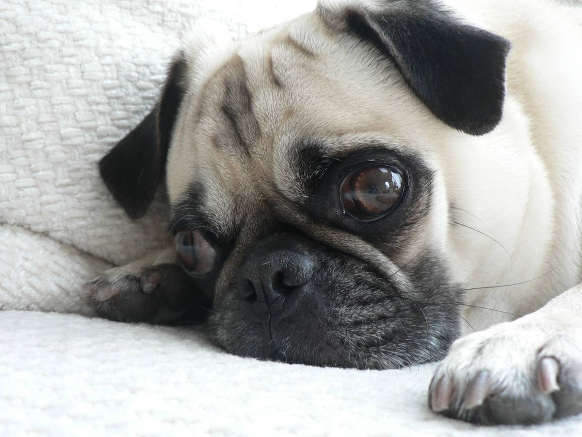First-Time Pug Mom Gently Teaches Her Only Puppy How To Nurse - Parade Pets