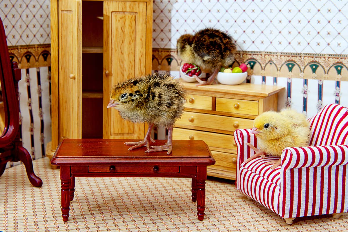 'Needy' House Quail Rides the Roomba Then Naps in Shirt Sleeve Like a ...