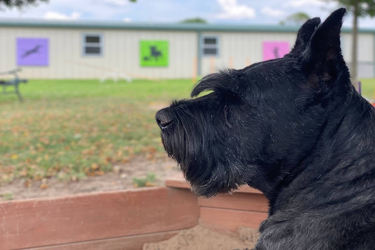 Giant Schnauzer Is So Huge, He Basically Towers Over Mom - Parade Pets