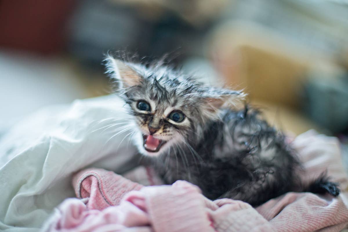 Tabby Cat's Baby Picture Throwback Looks Like He's Been Run Through a ...