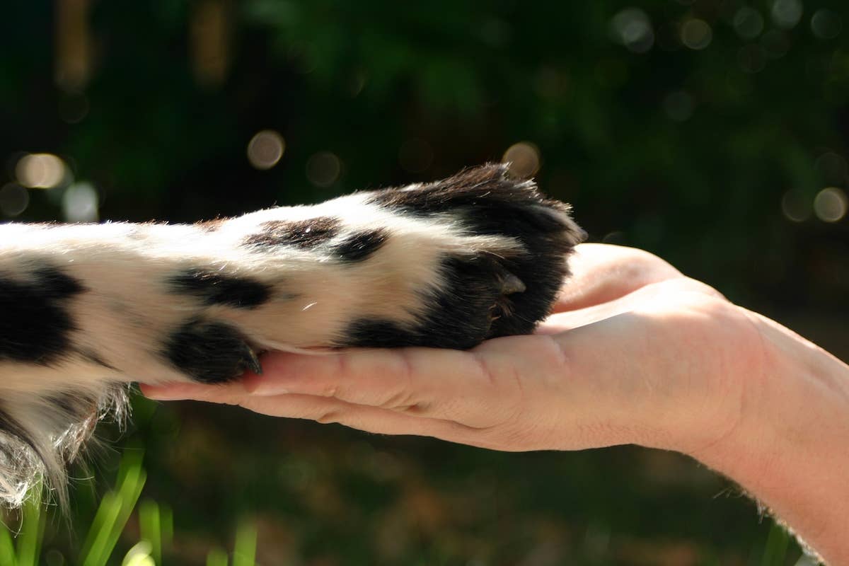Merle Bernese Mountain Dog Is Pure Cookies 'N Cream Goodness - Parade Pets