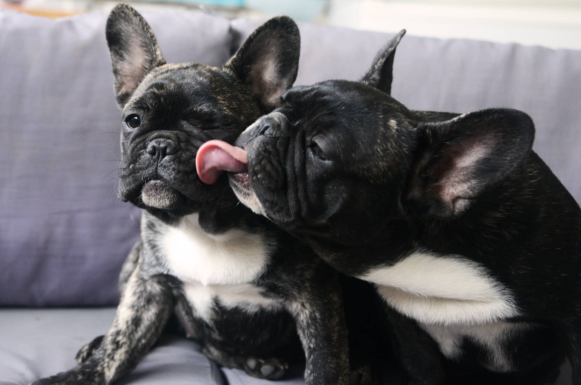 Mom Thought Her Frenchie Was Clingy—Then She Met His New Puppy 'Super ...
