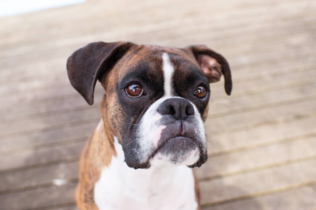 'Pupset' Boxer Issues Formal Complaint to HR When Denied a Cinnamon ...