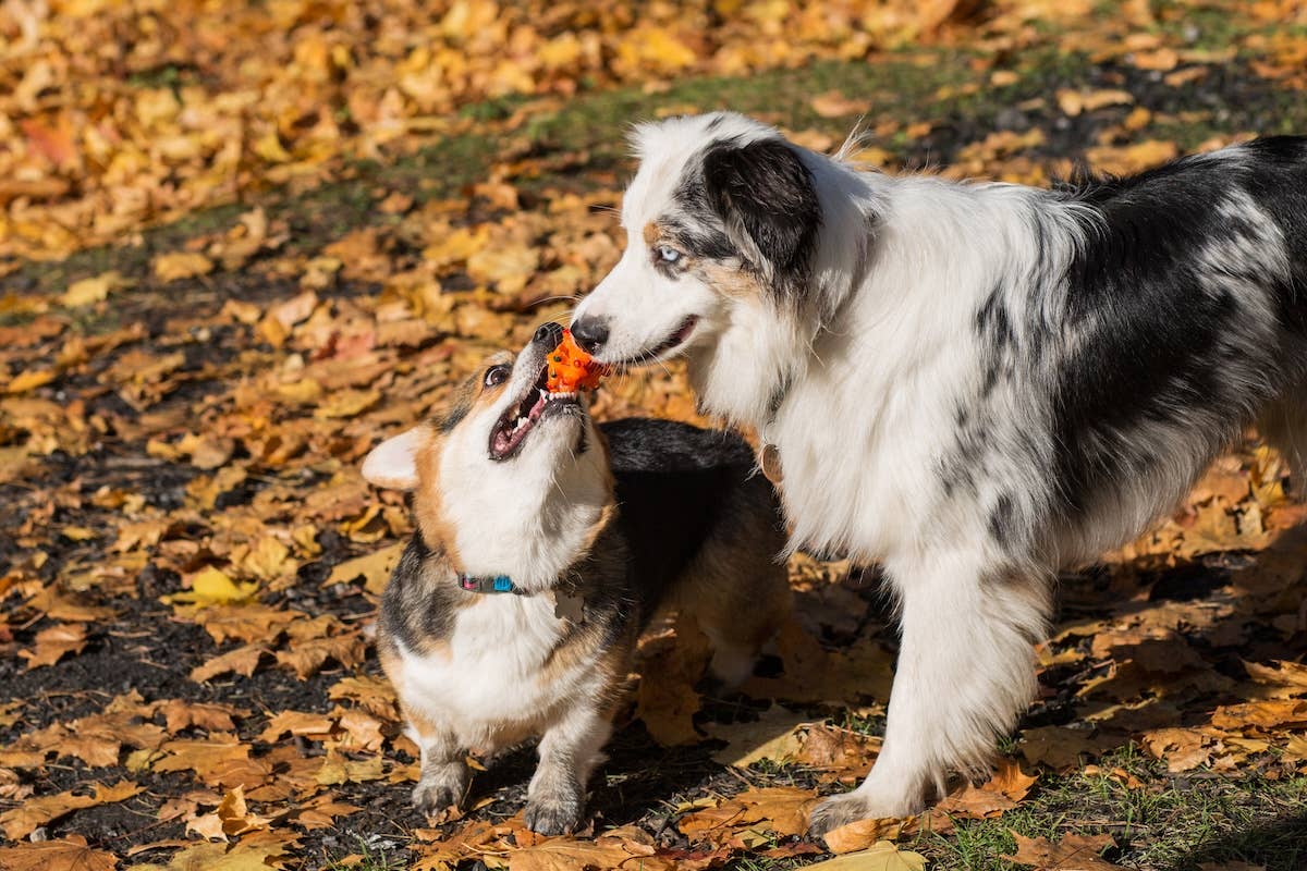 Corgi-Australian Shepherd Mix Puppies’ Wrestling Match Is Too Sweet ...