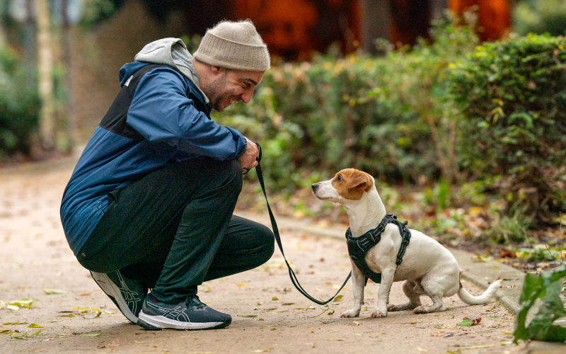 Rover Just Added Dog Training to Its Growing List of Services - Parade Pets