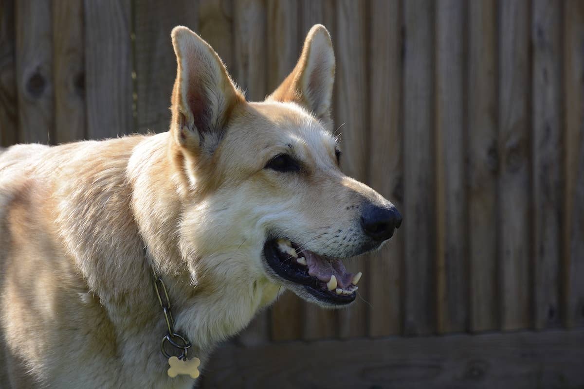 Super Rare ‘Isabella’ German Shepherd Has the Coolest Fur - Parade Pets