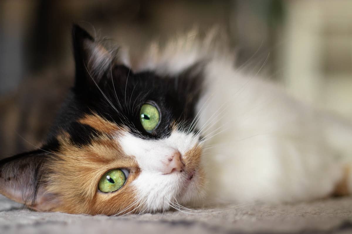 Rare Calico Dwarf Cat Truly Looks Like a 'Stuffed Animal Come to Life ...